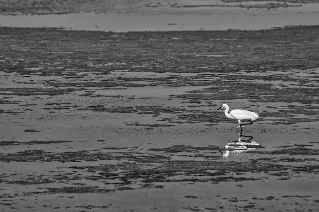 Premium Photo View Of Seagulls On Beach