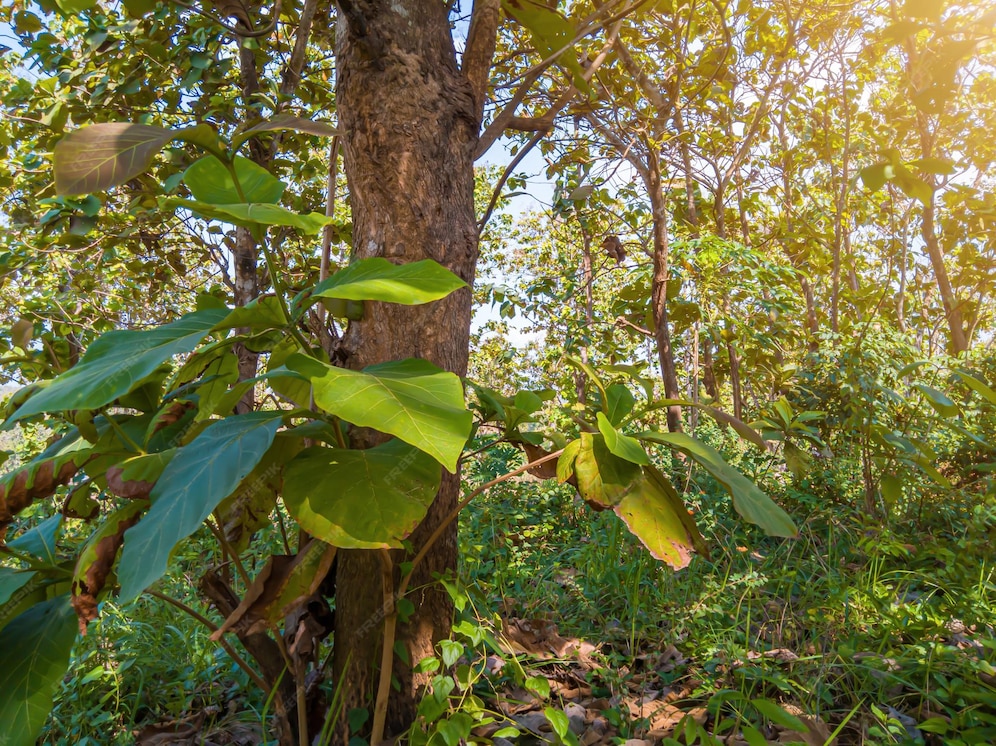 Premium AI Image | View of teak trees in the forest teak trees in the ... Premium AI Image | View of teak trees in the forest teak trees in the ...