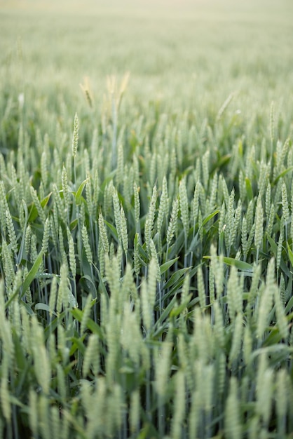 Premium Photo | Wheat field background Premium Photo | Wheat field background