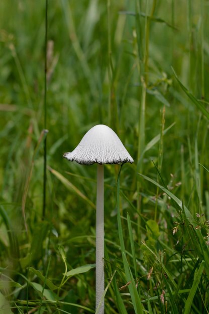 Premium Photo White Mushroom Close Up In Nature