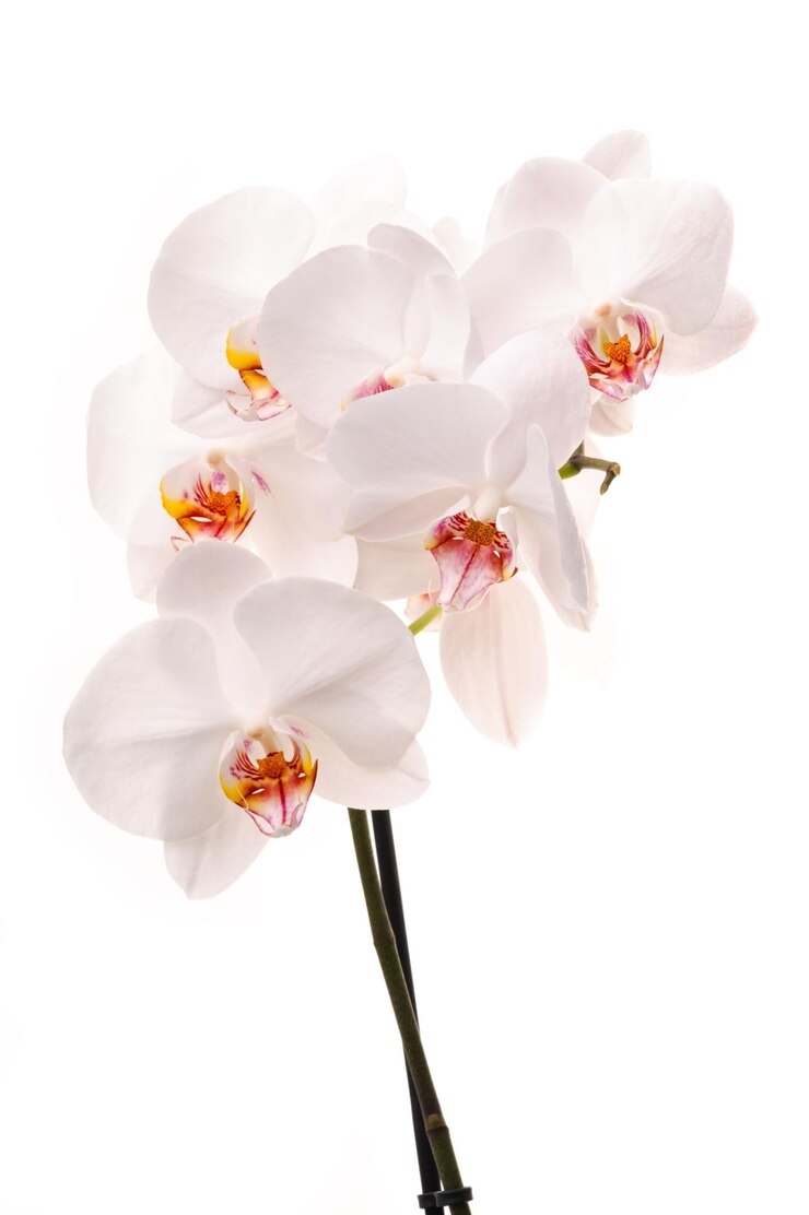 Premium Photo White Orchid Phalaenopsis Flowers Isolated White Background