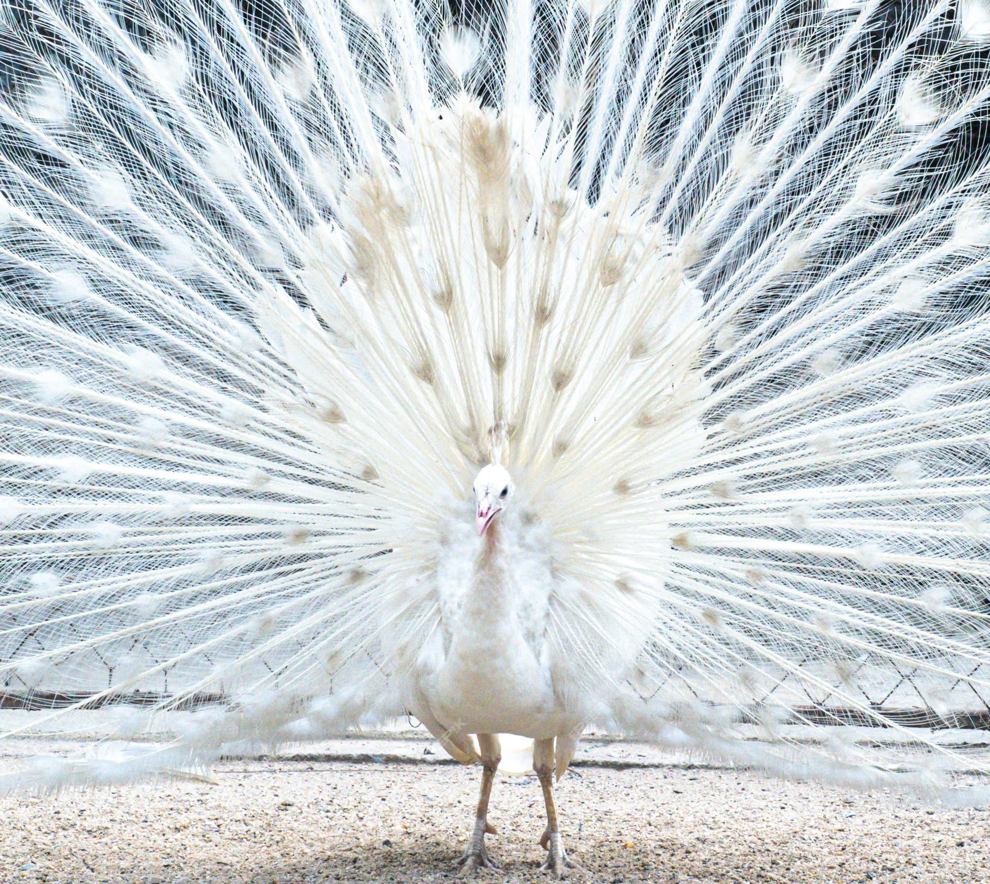 Premium Photo White Peacock Opening Feathers The Most Beautiful White