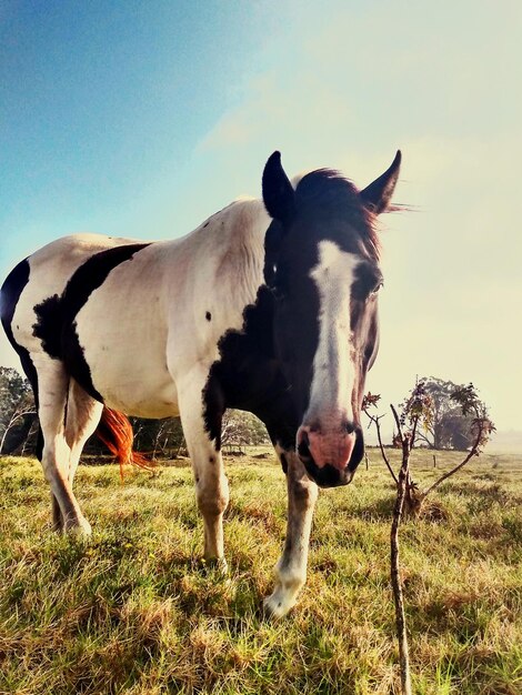 Premium Photo | Why the long face Premium Photo | Why the long face