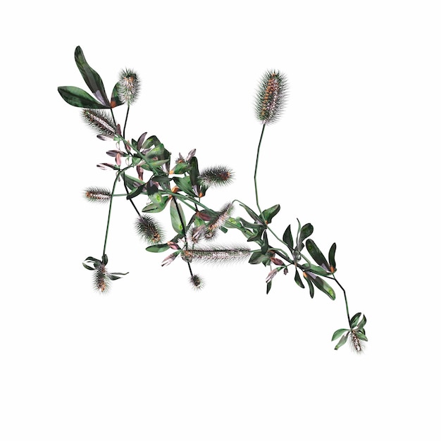 Premium Photo Wild Field Grass Top View Isolated On White Background 3d Illustration Cg Render