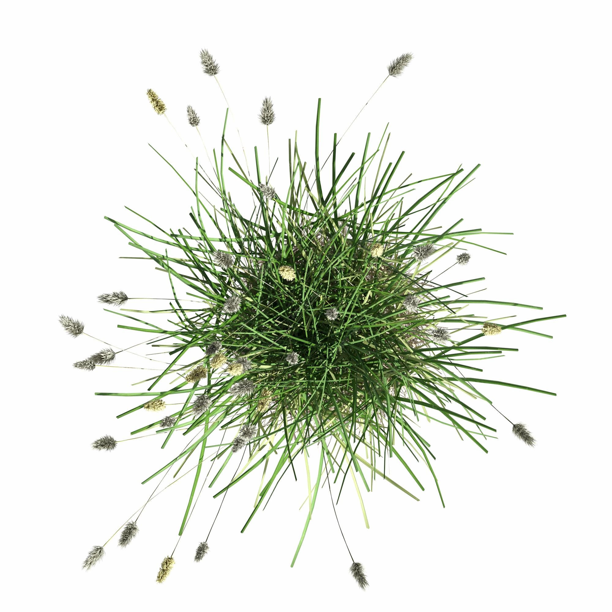 Premium Photo Wild Field Grass Top View Isolated On White Background 3d Illustration Cg Render