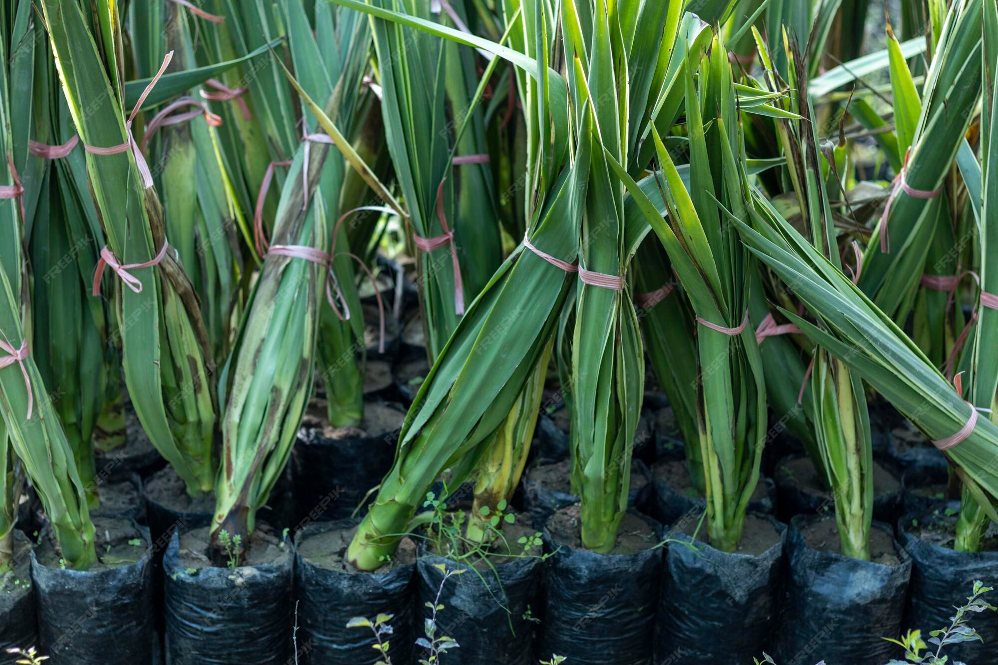 Premium Photo | Yucca palms in a plastic bags Premium Photo | Yucca palms in a plastic bags
