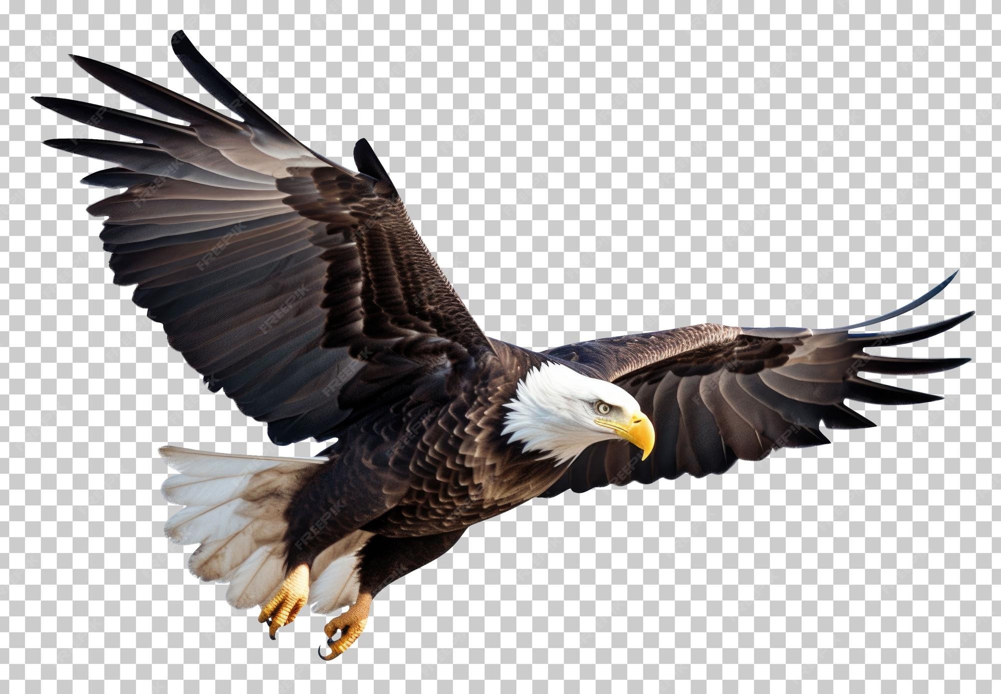 Bald Eagle Flying Isolated on Transparent Background | Premium AI ... Bald Eagle Flying Isolated on Transparent Background | Premium AI ...