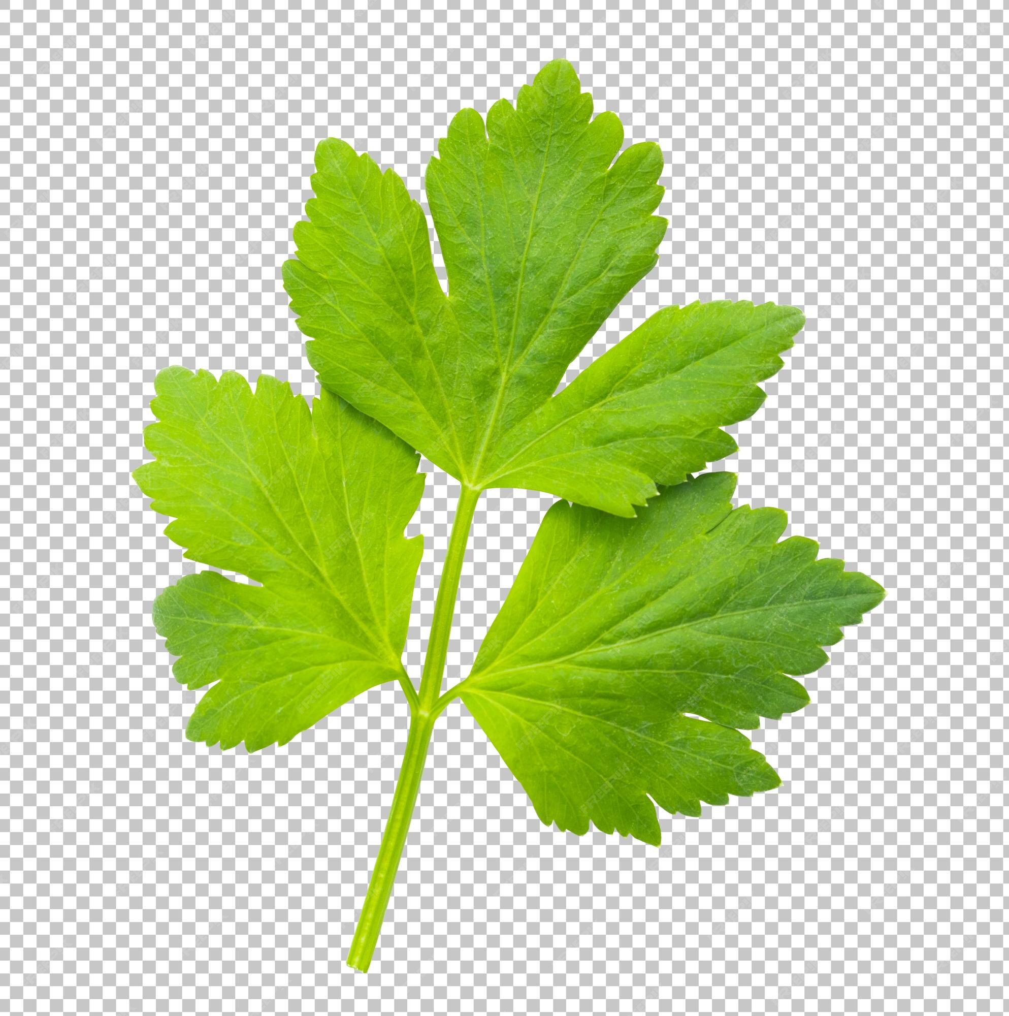 Premium PSD | Celery vegetable spices clipping path isolate white ... Premium PSD | Celery vegetable spices clipping path isolate white ...