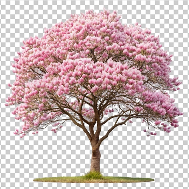 Cherry blossom sakura tree isolated on transparent background | Premium ... Cherry blossom sakura tree isolated on transparent background | Premium ...