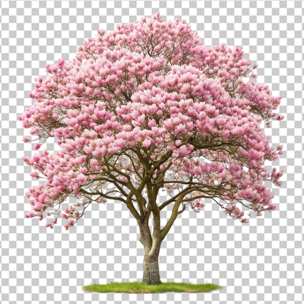 Sakura Tree Transparent PSD, High Quality Free PSD Templates for Download Sakura Tree Transparent PSD, High Quality Free PSD Templates for Download