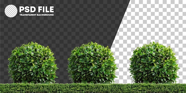 Premium PSD | Dense coniferous shrubs and trees on transparent ... Premium PSD | Dense coniferous shrubs and trees on transparent ...