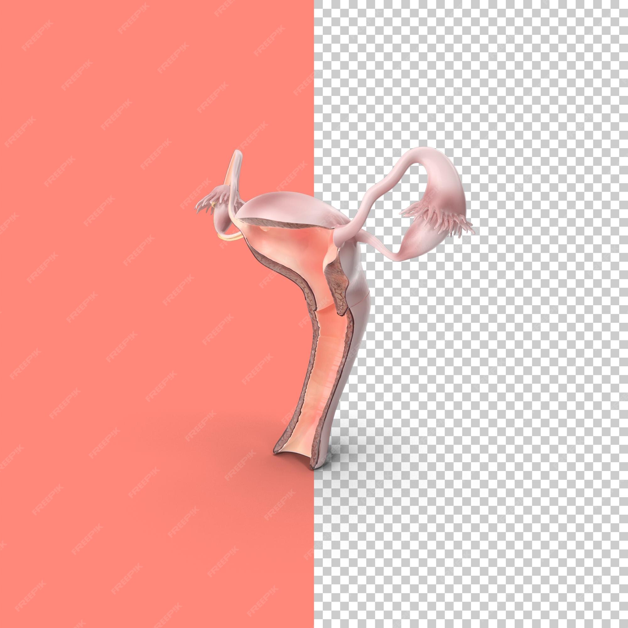 Premium PSD | Female reproductive organ Premium PSD | Female reproductive organ
