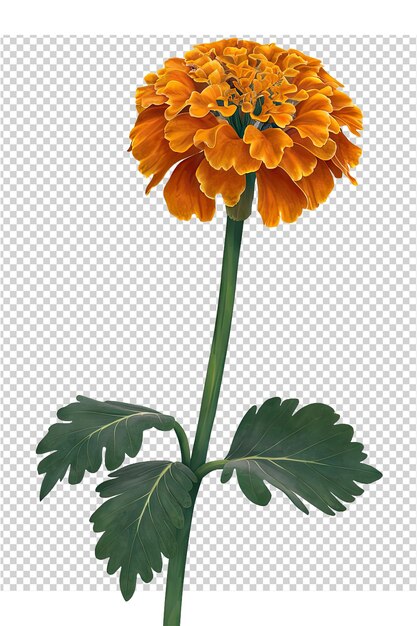 Types Marigolds PSD, High Quality Free PSD Templates for Download Types Marigolds PSD, High Quality Free PSD Templates for Download