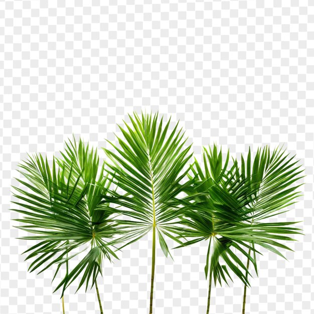 Isolated green palm leaves | Premium AI-generated PSD Isolated green palm leaves | Premium AI-generated PSD