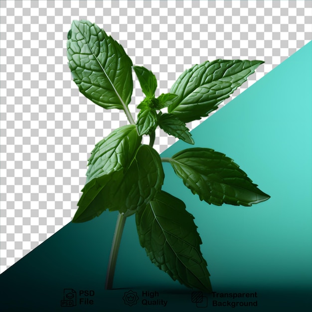 Premium PSD | Mint leaves on transparent background include png file Premium PSD | Mint leaves on transparent background include png file