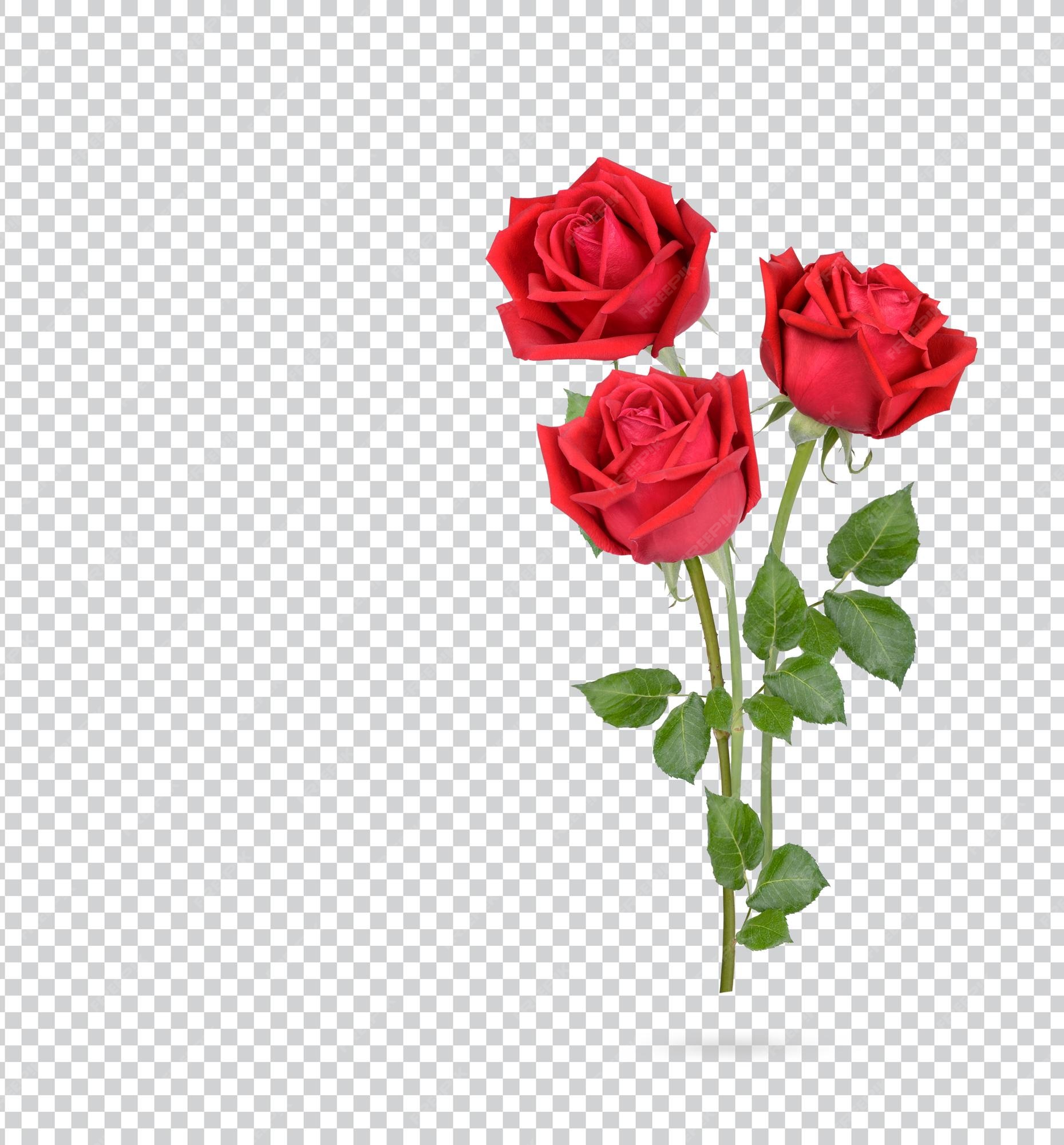 Premium PSD | Rose with leaves isolated Premium PSD Premium PSD | Rose with leaves isolated Premium PSD