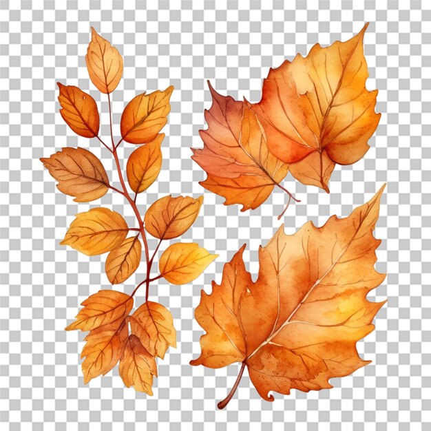 Premium PSD | Watercolor hand drawn autumn set leaves transparent ... Premium PSD | Watercolor hand drawn autumn set leaves transparent ...