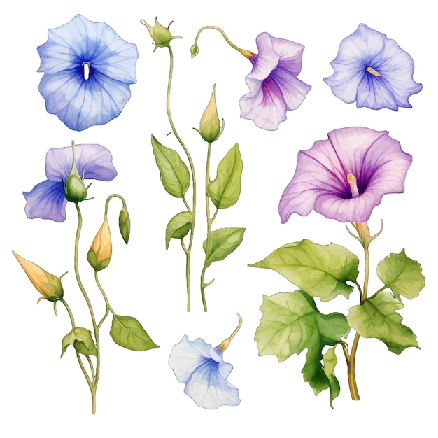 Premium Vector Beautiful Watercolor Morning Glory Flowers Clipart And