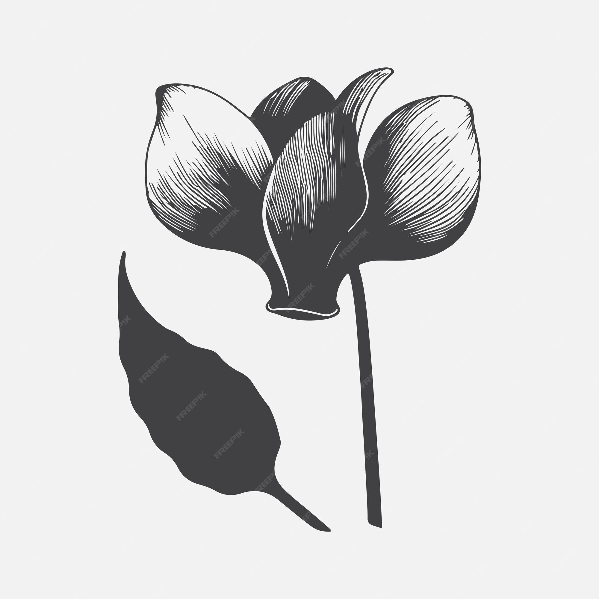 Premium Vector | Captivating Cyclamen Flower Silhouette Natures ... Premium Vector | Captivating Cyclamen Flower Silhouette Natures ...
