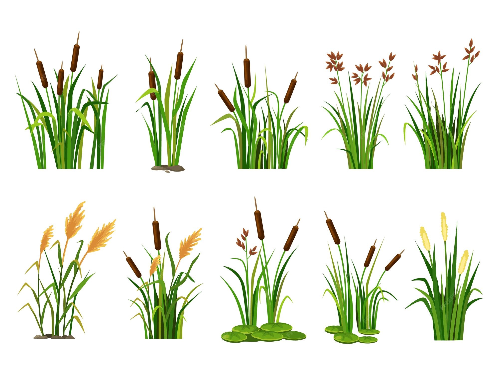 Pond Plants Clipart