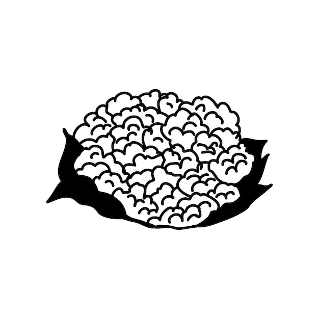 Premium Vector | Cauliflower linear doodle, hand drawing sketch ... Premium Vector | Cauliflower linear doodle, hand drawing sketch ...