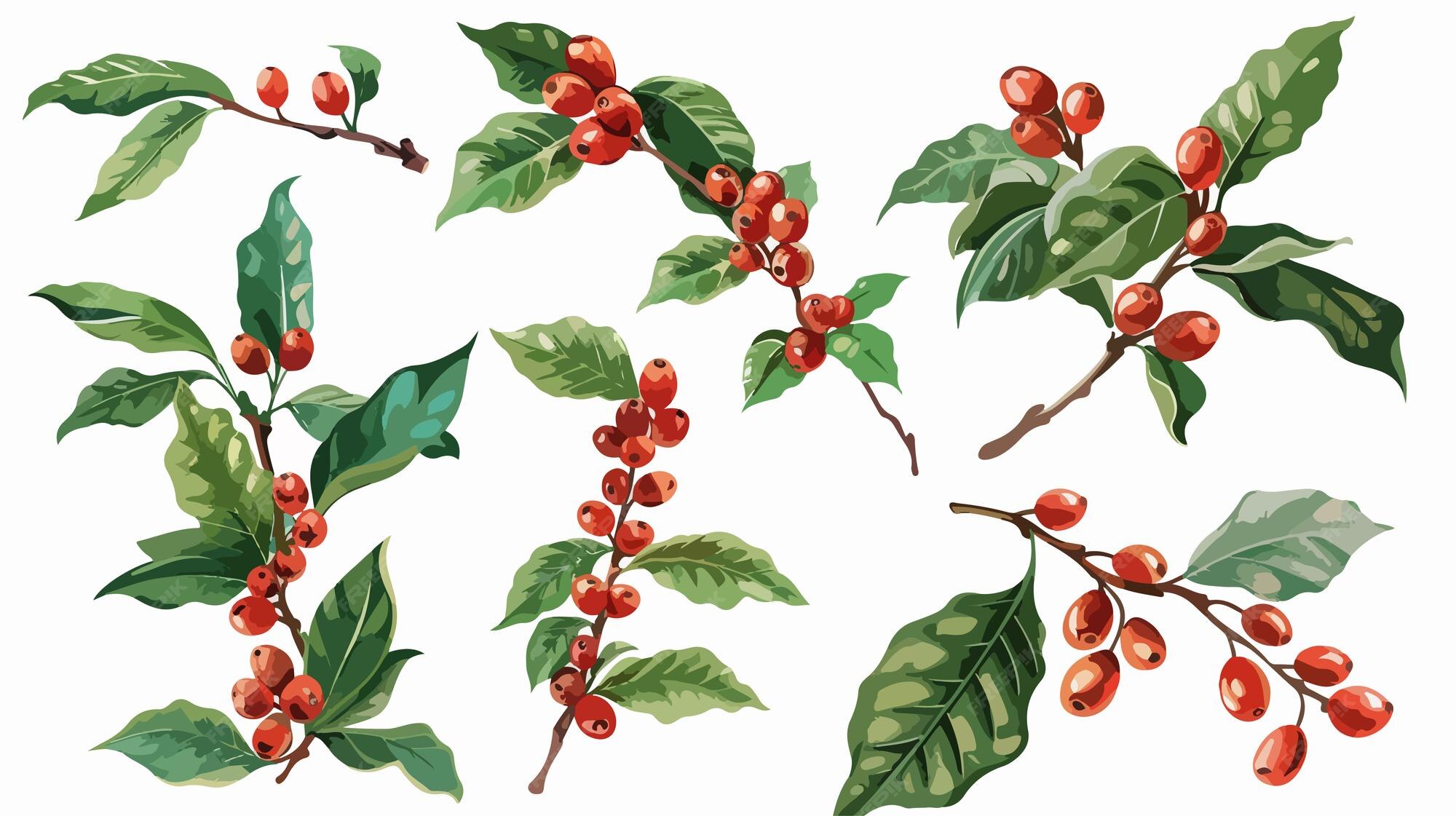 Coffee Plants Clipart Isolated Vector Illustration Premium Ai Generated Vector