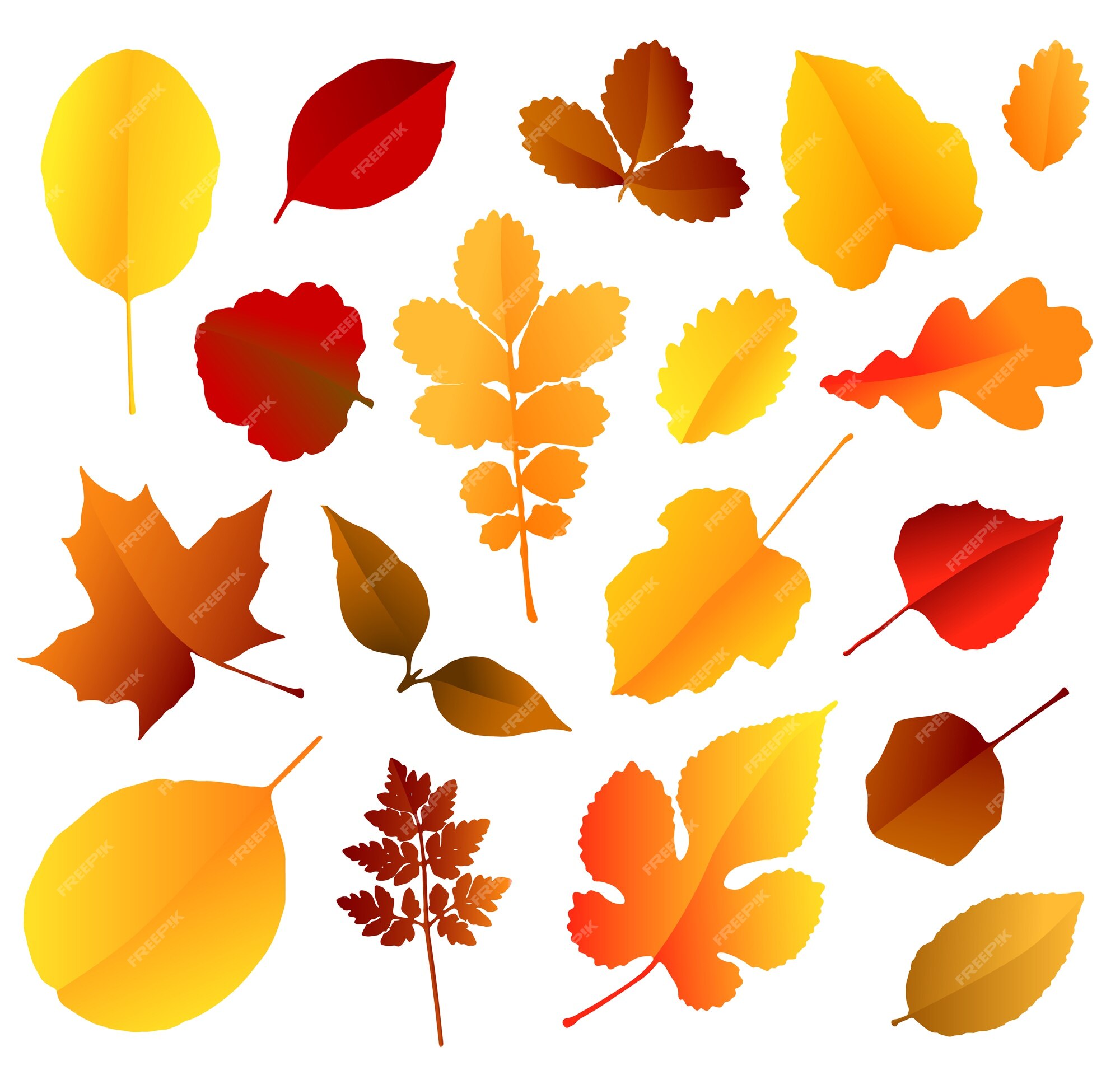Premium Vector Colorful Autumn Leaves Set Isolated On White Background