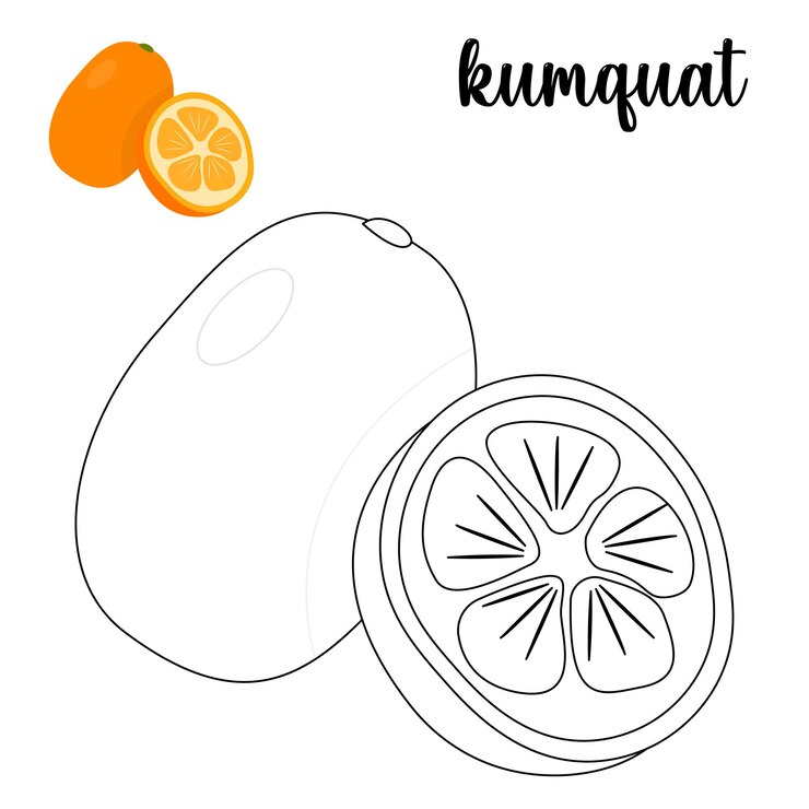 Premium Vector Coloring Page Kumquat Coloring Page