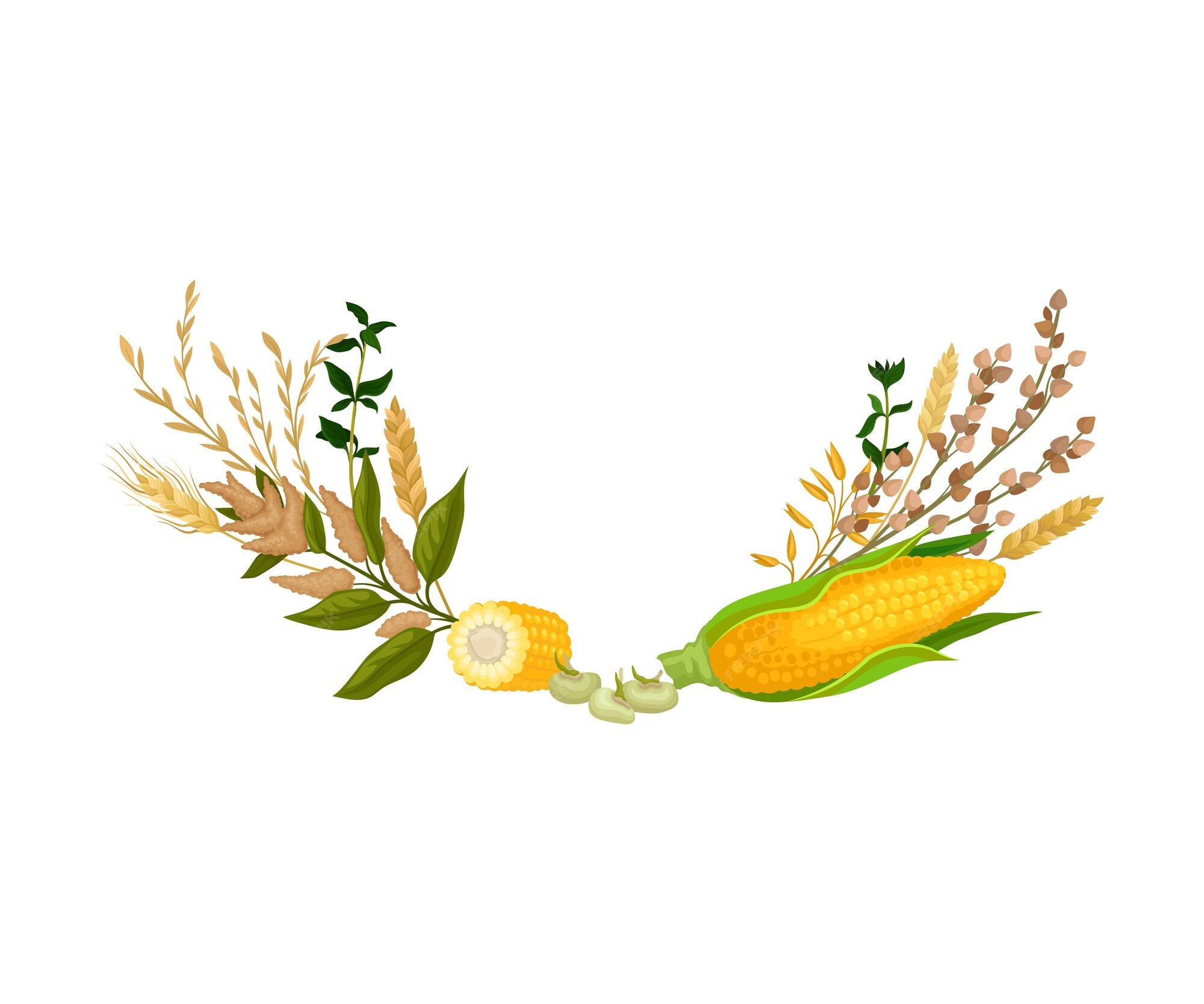 Premium Vector Composition Of Ears Of Corn Different Ears Buckwheat Stalks And Small Green