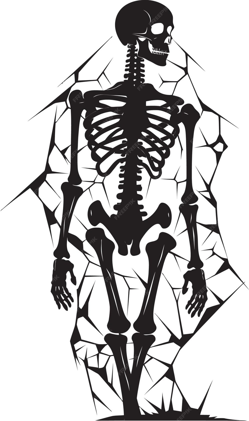 Premium Vector | A comprehensive guide to understanding the anatomy of ... Premium Vector | A comprehensive guide to understanding the anatomy of ...