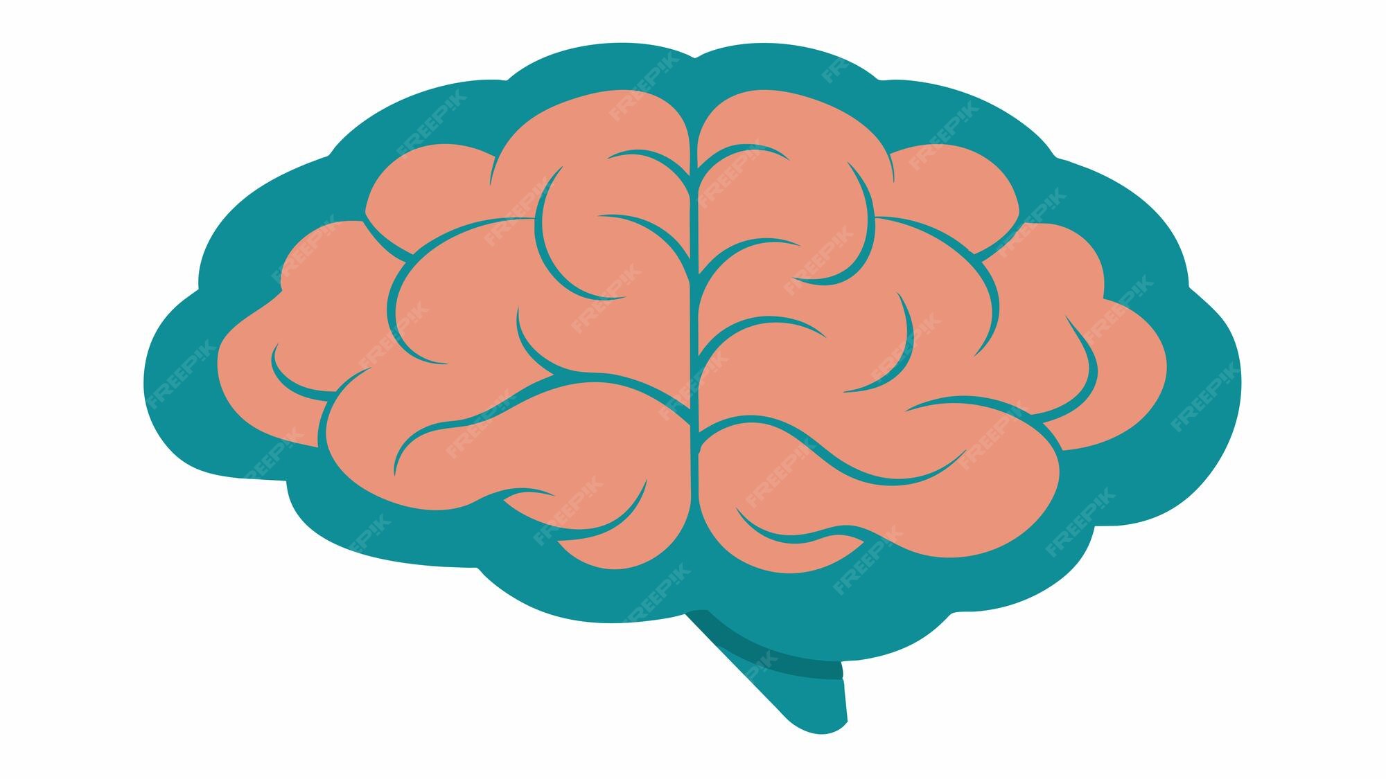 Premium Vector Detailed Drawing Of A Healthy Occipital Lobe Responsible For Visual Processing