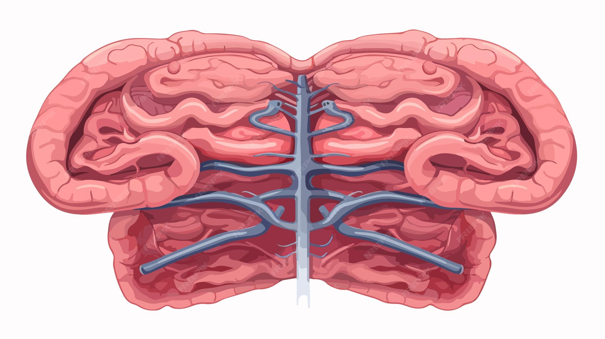 Detailed Intestines Organ Vector Illustration | Premium AI-generated vector Detailed Intestines Organ Vector Illustration | Premium AI-generated vector
