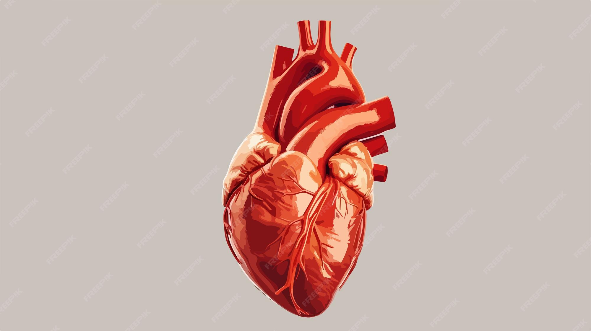 Detailed Vector Illustration Of Human Heart Anatomy Premium Ai