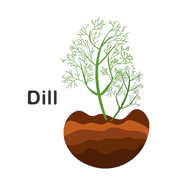Premium Vector Dill In The Ground Vector Illustration Isolated Dill Plant Herb Illustration