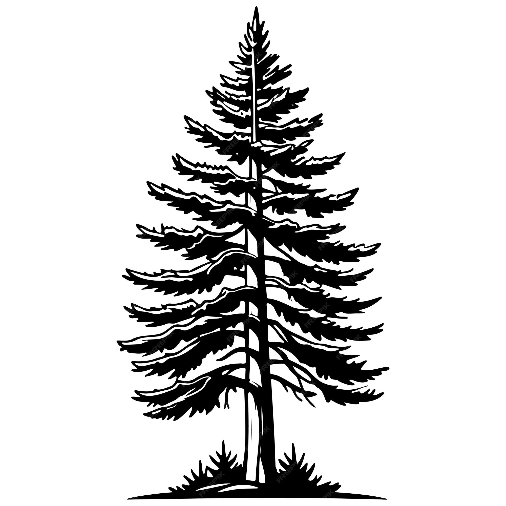 Drawing Pine Tree Drawing Realistic Hand Drawing Line Art Pencil Sketch Isolated Premium Ai