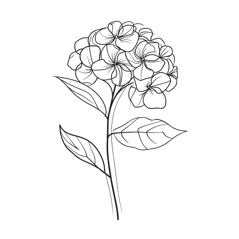 Premium Vector Elegant Line Drawing Of A Hydrangea Flower