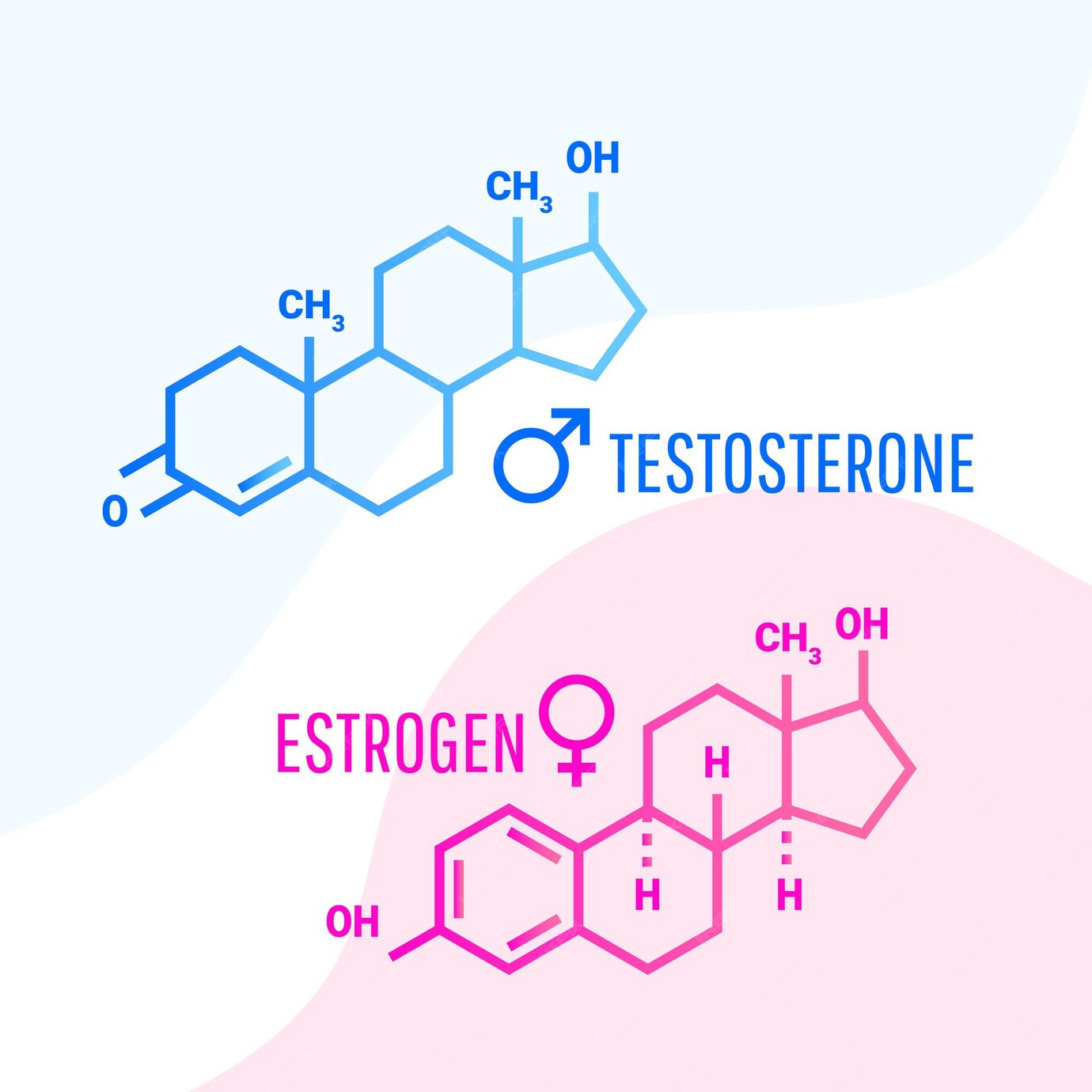 Premium Vector Estrogen And Testosterone Hormones Molecular Formula