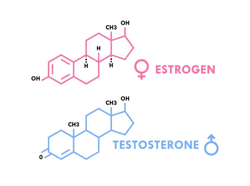 Premium Vector Estrogen And Testosterone Hormones Symbol Sex Hormones