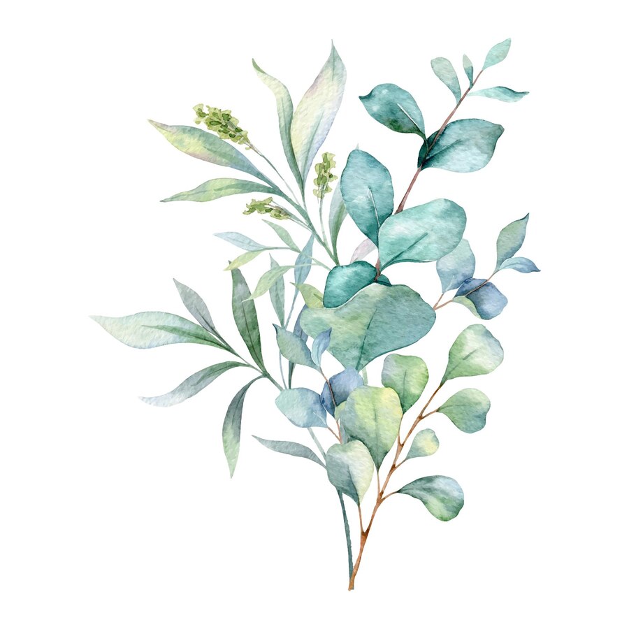 Premium Vector Eucalyptus Watercolor Illustration Hand Panted