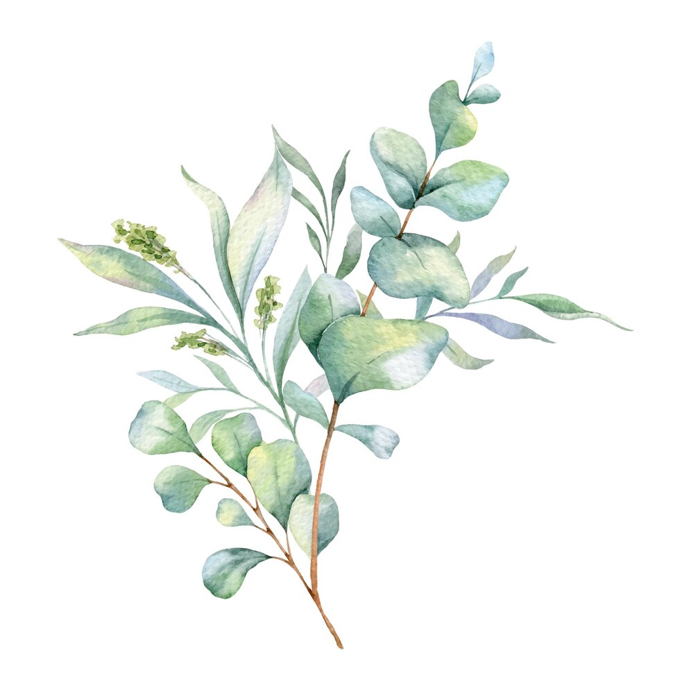 Premium Vector Eucalyptus Watercolor Illustration Hand Panted