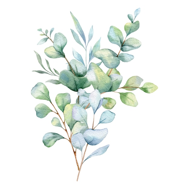 Premium Vector Eucalyptus Watercolor Illustration Hand Panted