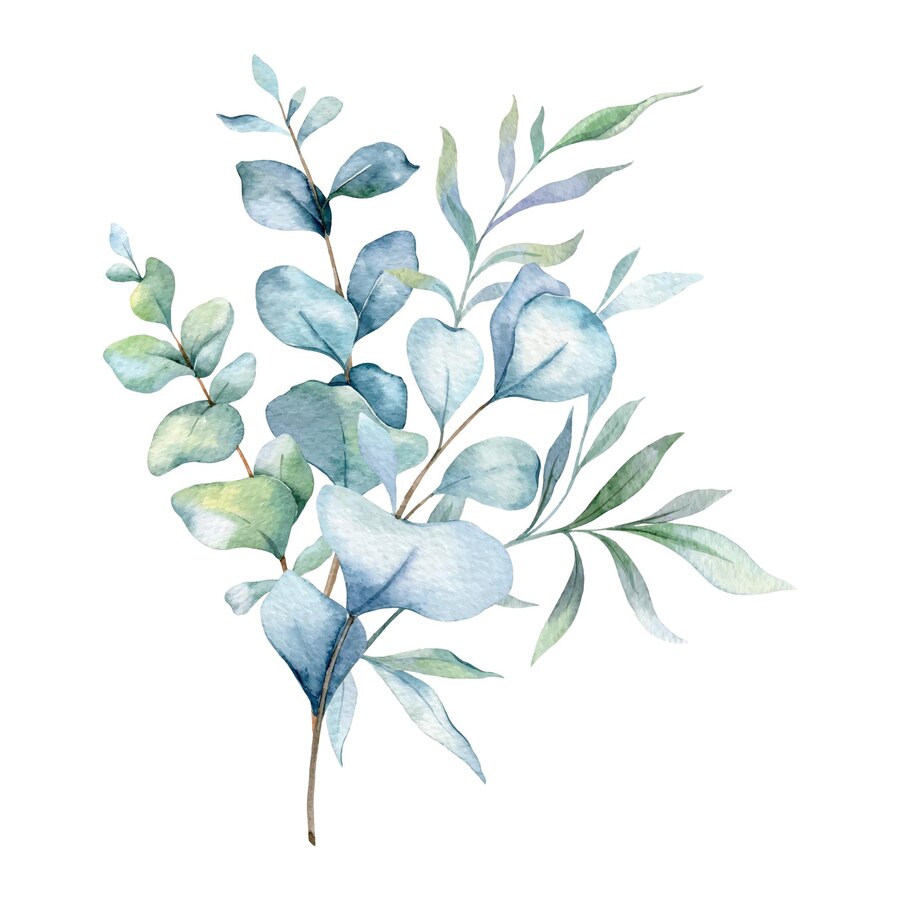 Premium Vector Eucalyptus Watercolor Illustration Hand Panted