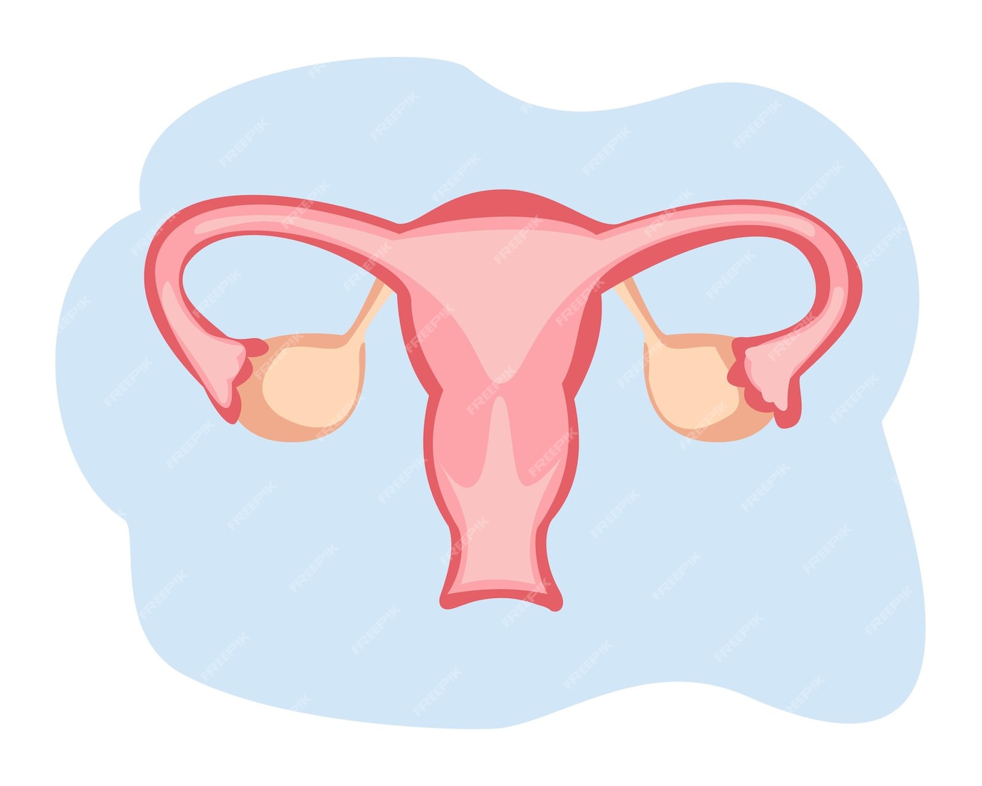 Premium Vector Female Reproduction System Uterus Cartoon Illustration