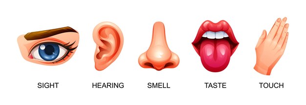Premium Vector | Five human senses vector illustration Sight hearing ... Premium Vector | Five human senses vector illustration Sight hearing ...