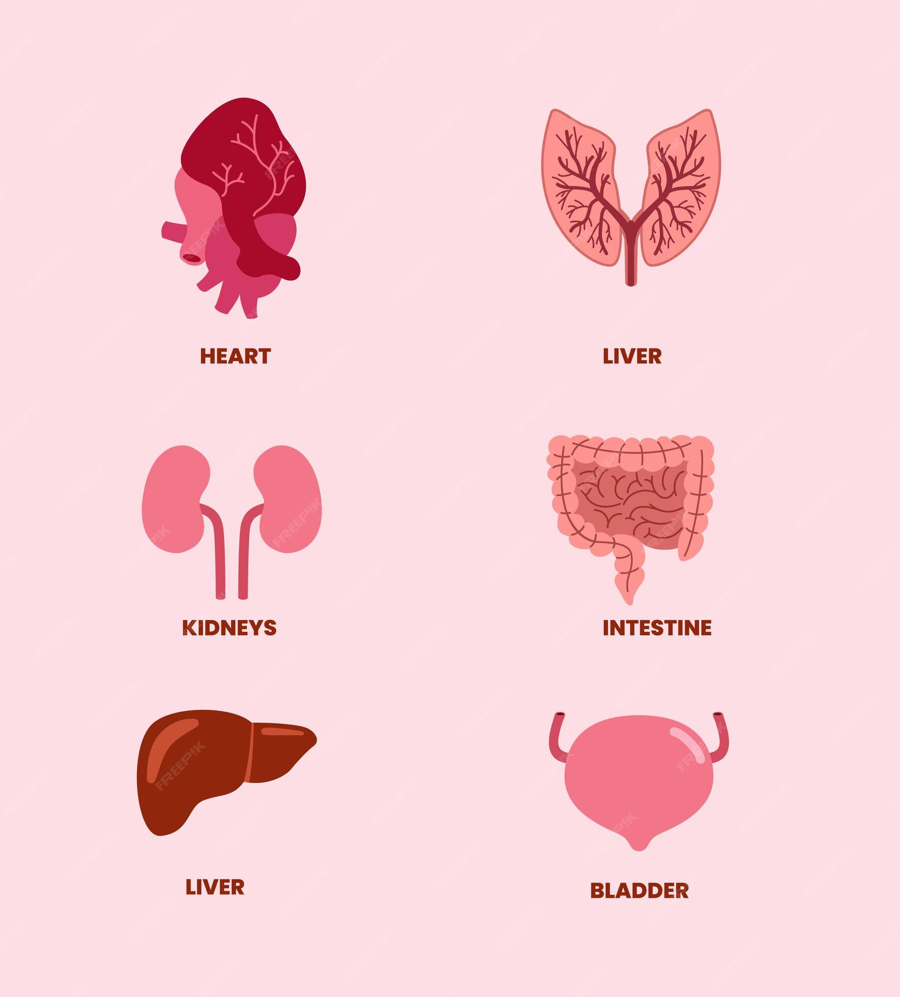 Premium Vector | Free vector human cartoon internal organs set Premium Vector | Free vector human cartoon internal organs set