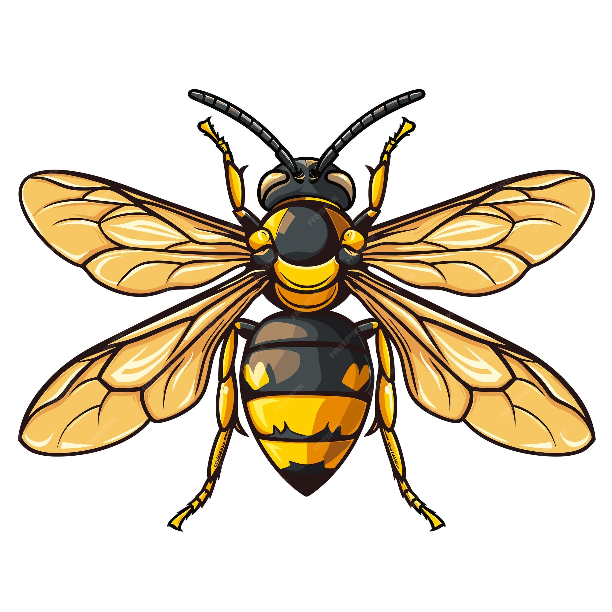 Premium Vector | Gall wasps cartoon icon isolated on transparent ... Premium Vector | Gall wasps cartoon icon isolated on transparent ...