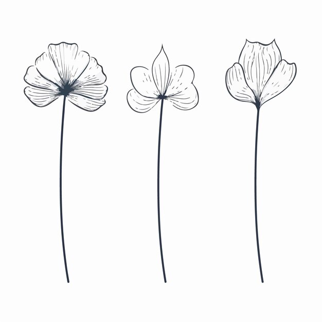 Premium Vector Graceful Popy Illustration With A Minimalist Design