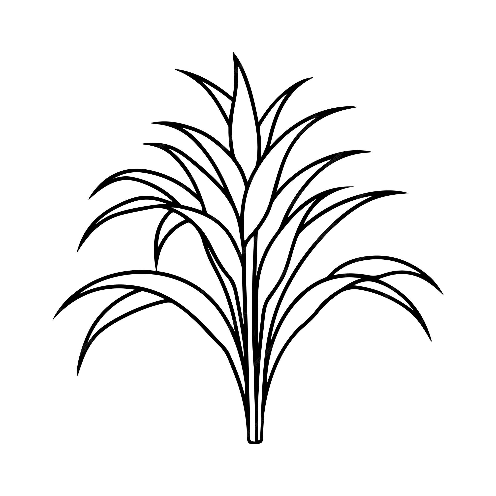 Premium Vector Green Napier Grass Vector Illustration Editable Project