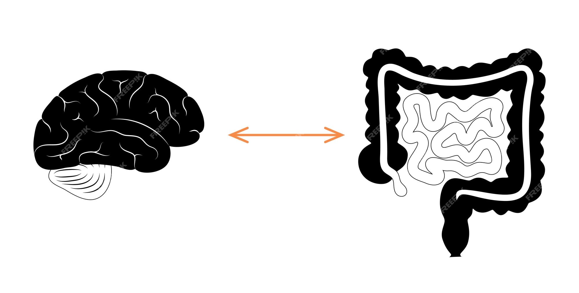 Premium Vector | Gut brain connection Premium Vector | Gut brain connection
