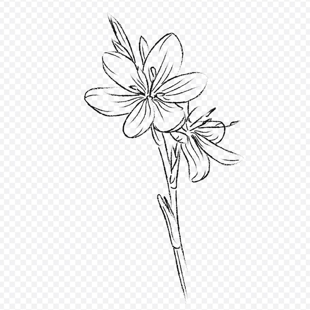 Premium Vector | Hand draw Lily flower vector outline Premium Vector | Hand draw Lily flower vector outline